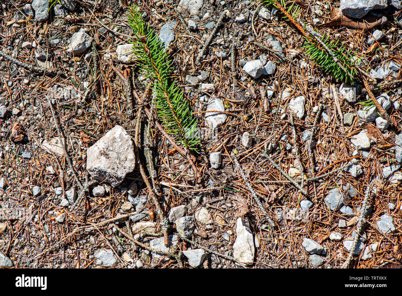 ground soil texture with tree roots and old vegetation leftovers ...