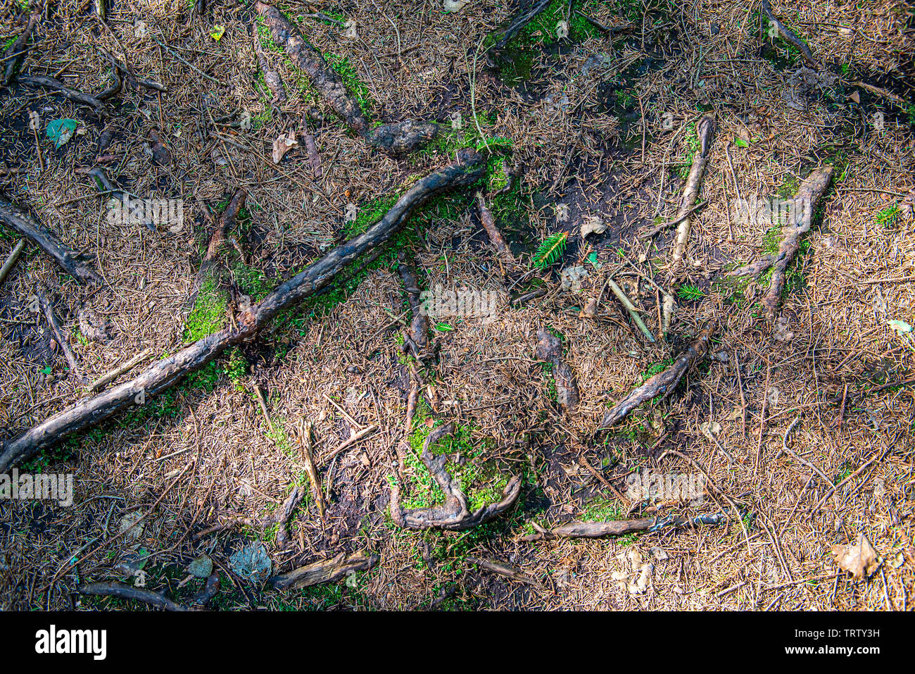 ground soil texture with tree roots and old vegetation leftovers ...