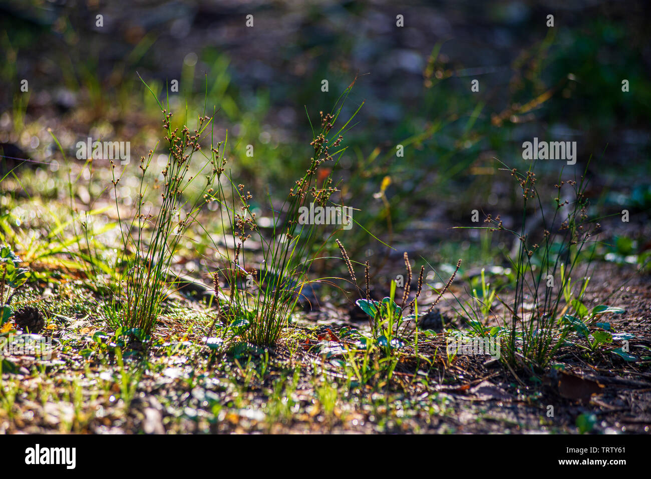 ground soil texture with tree roots and old vegetation leftovers ...