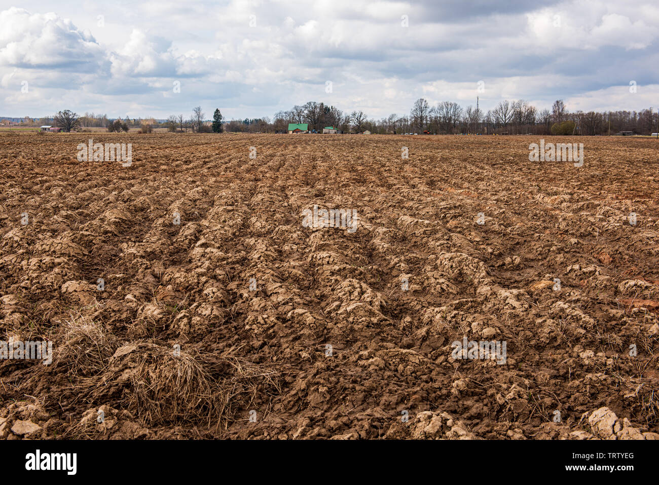 ground soil texture with tree roots and old vegetation leftovers ...
