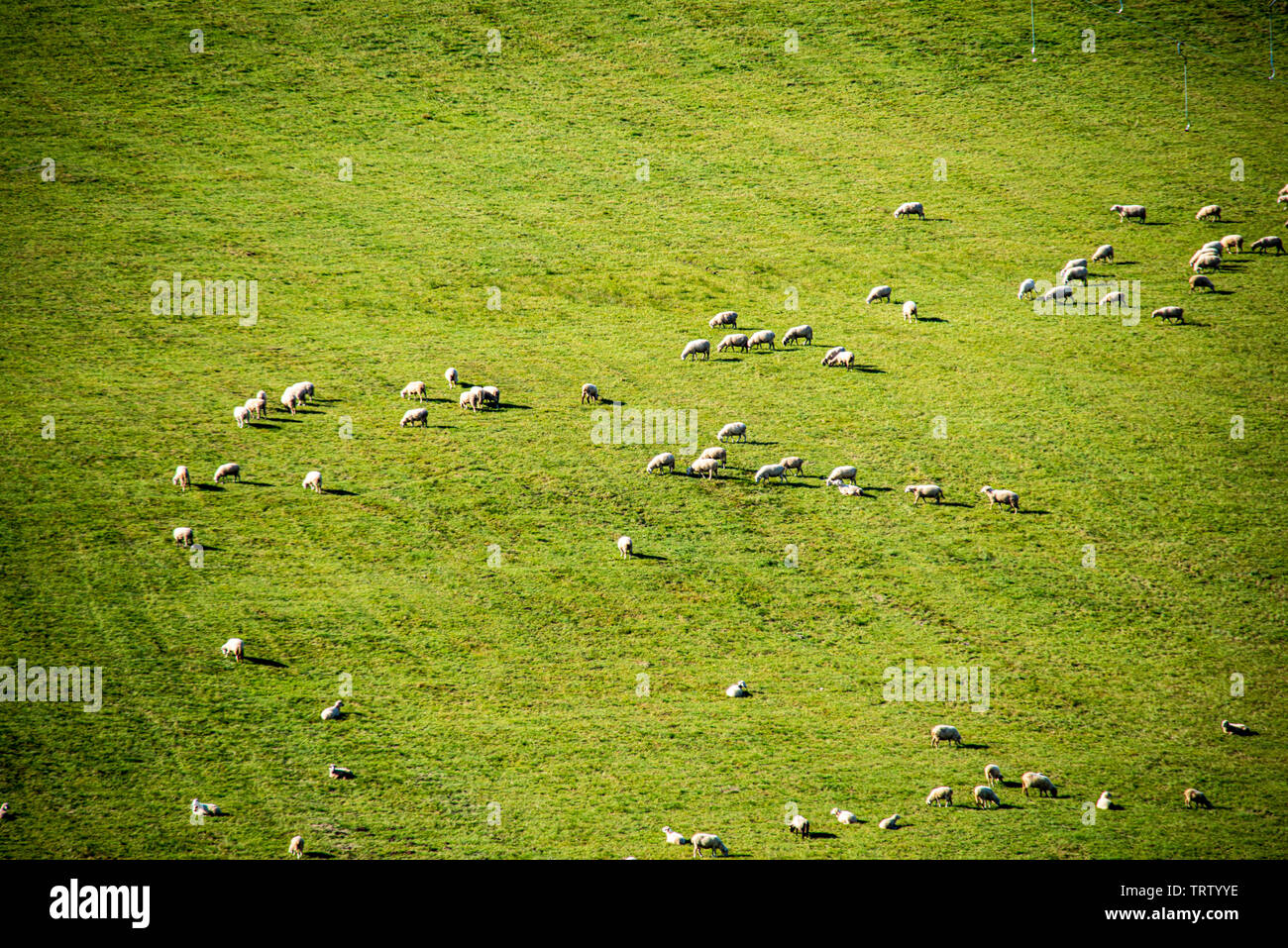 green country pastures meadow full of farm animals feeding Stock Photo ...