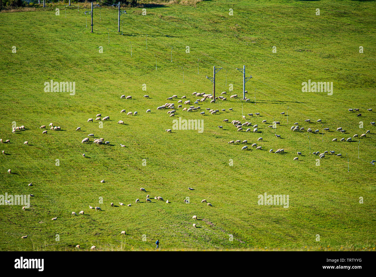 green country pastures meadow full of farm animals feeding Stock Photo ...