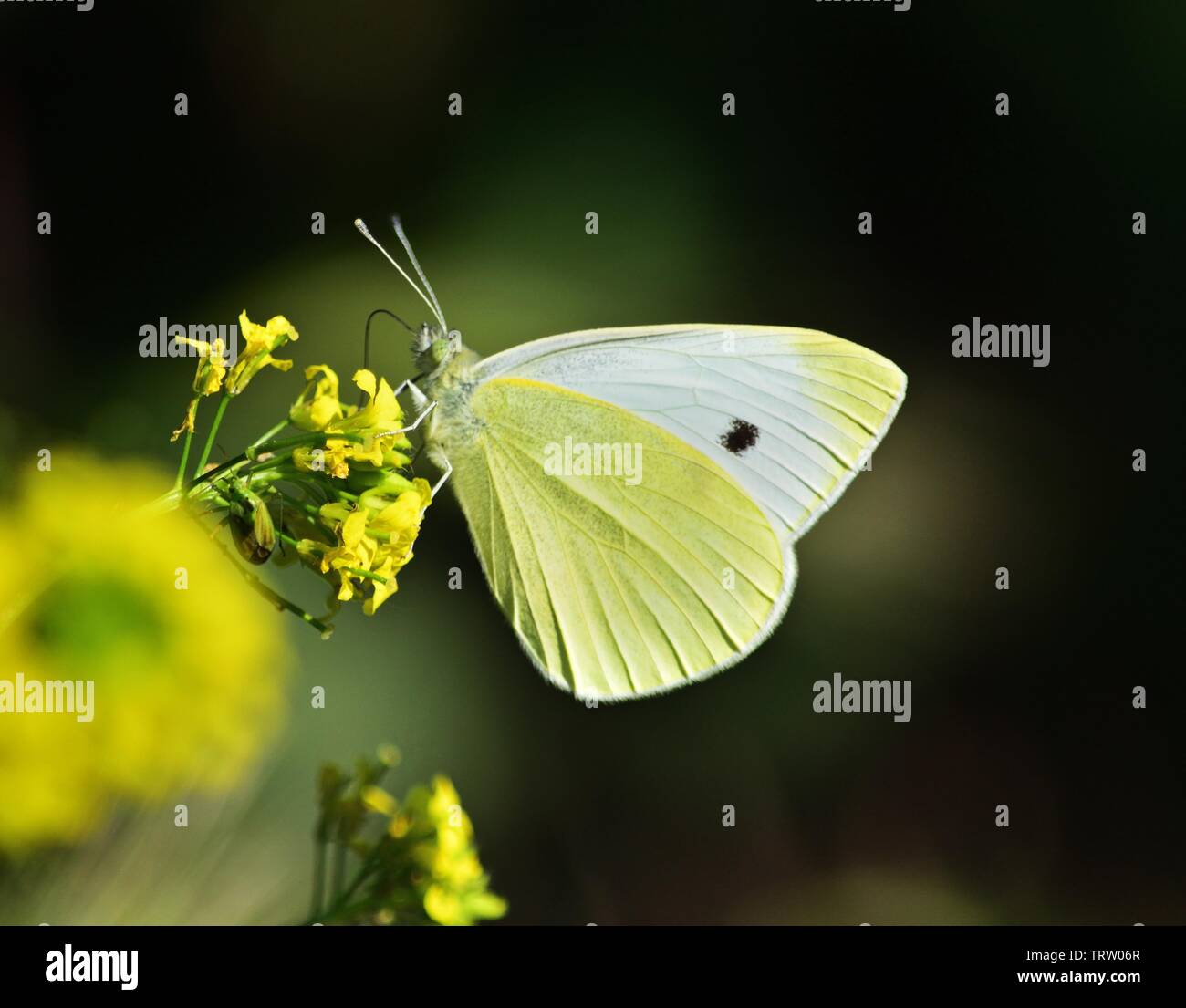 Pieris rapae on green hi-res stock photography and images - Alamy