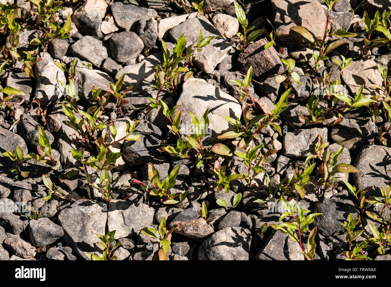 ground soil texture with tree roots and old vegetation leftovers ...