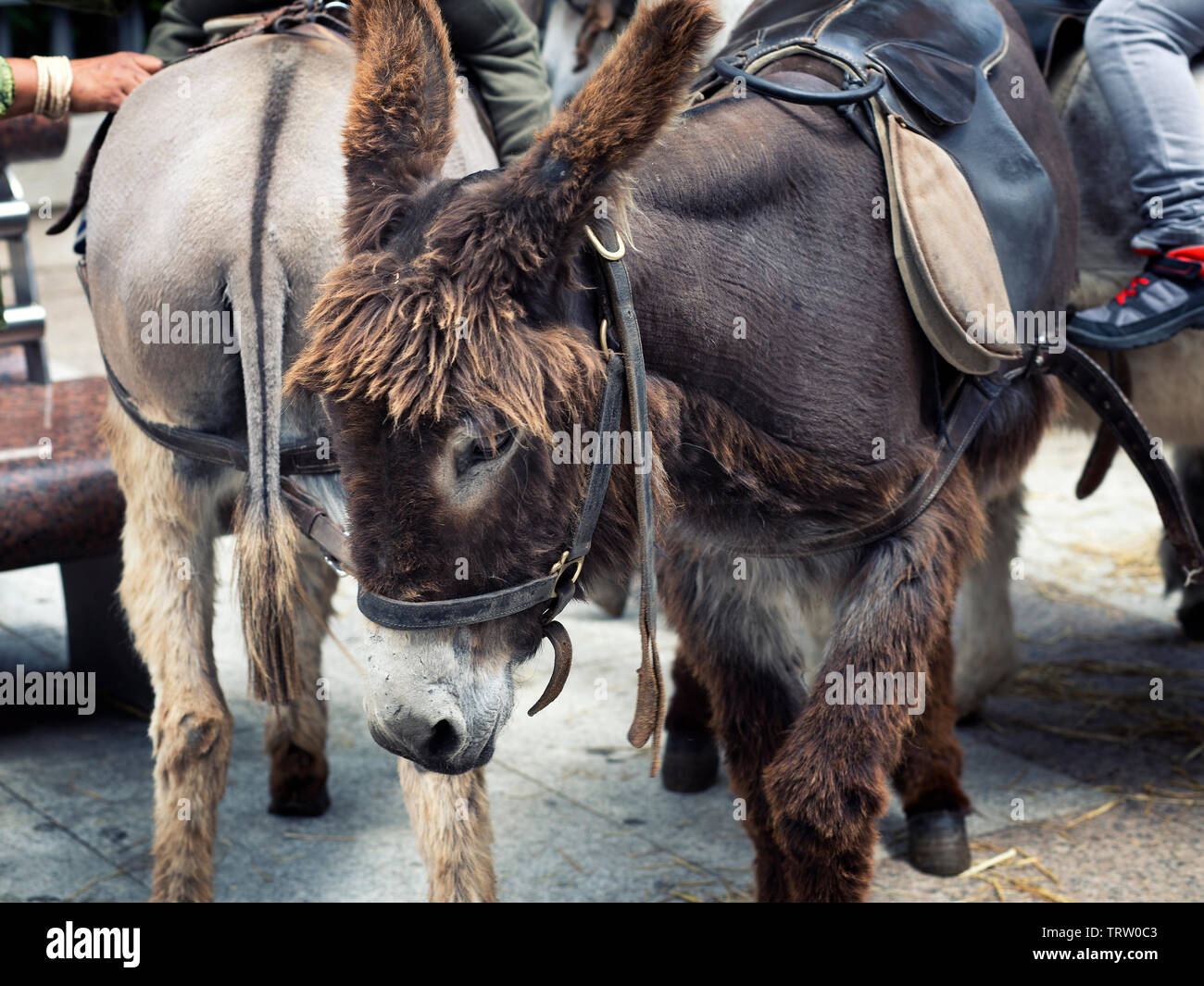 close up of burros used as a tourist attraction in town. Madrid Spain ...