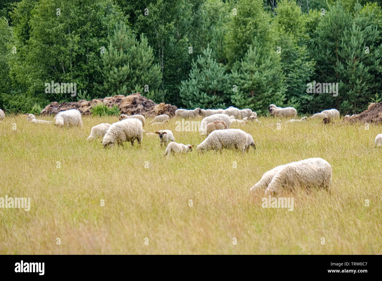 green country pastures meadow full of farm animals feeding Stock Photo ...