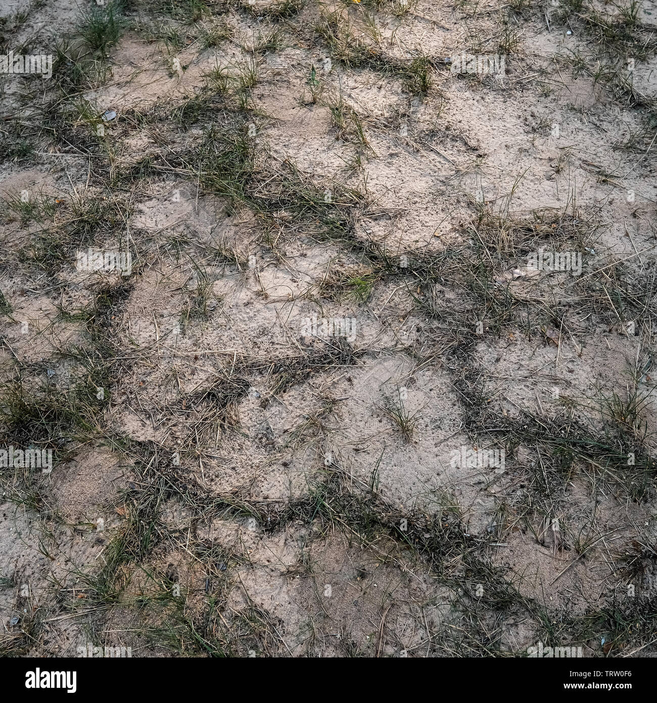 ground soil texture with tree roots and old vegetation leftovers ...
