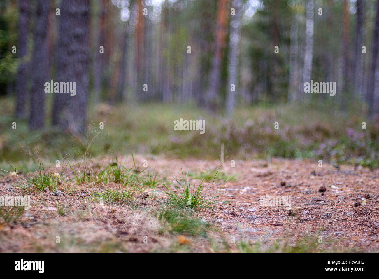 ground soil texture with tree roots and old vegetation leftovers ...