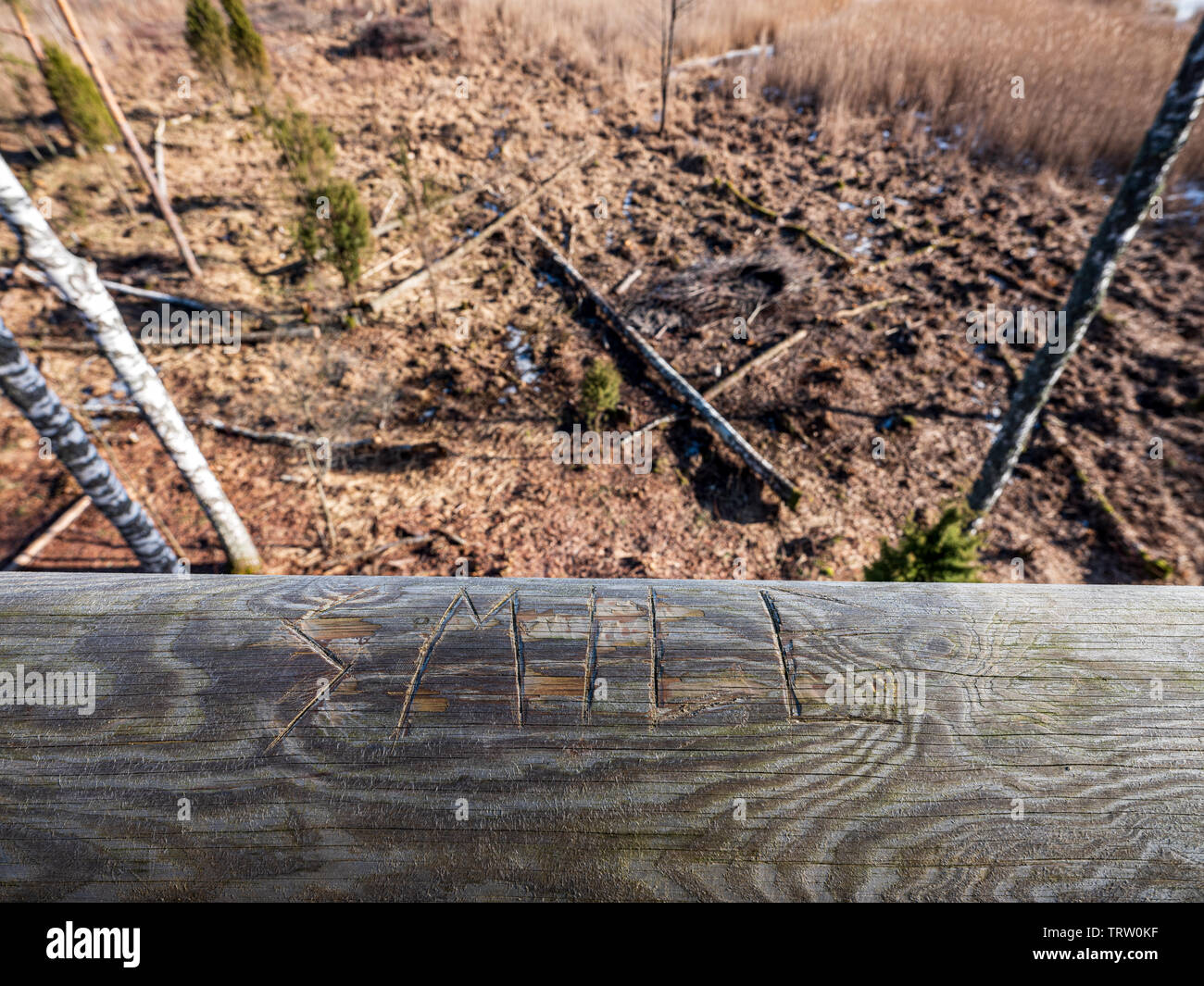 ground soil texture with tree roots and old vegetation leftovers ...