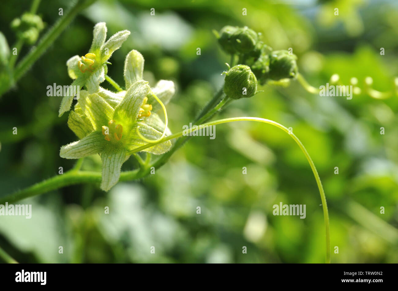 Bryonia alba white bryony hi-res stock photography and images - Alamy