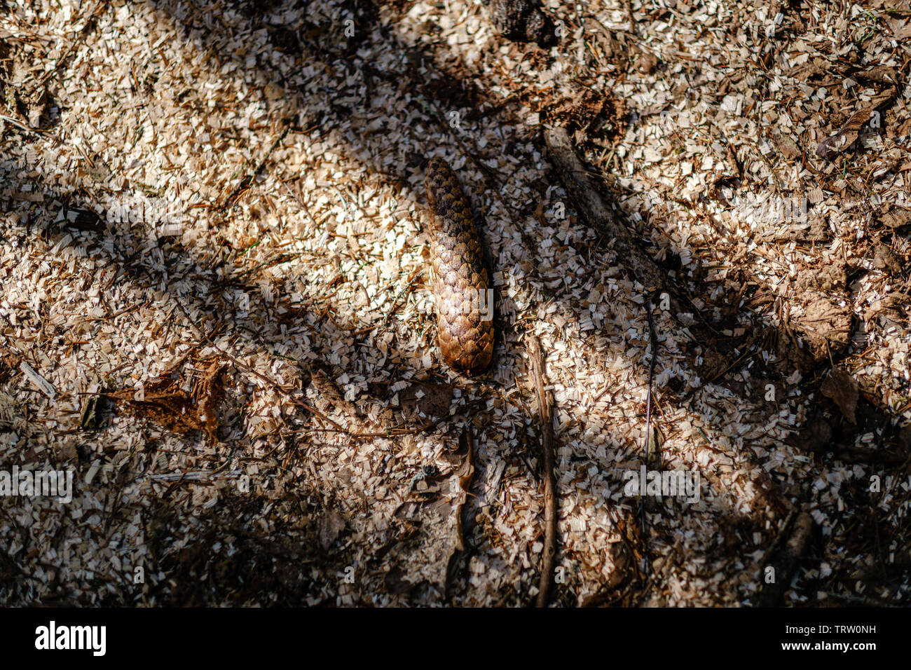 ground soil texture with tree roots and old vegetation leftovers ...