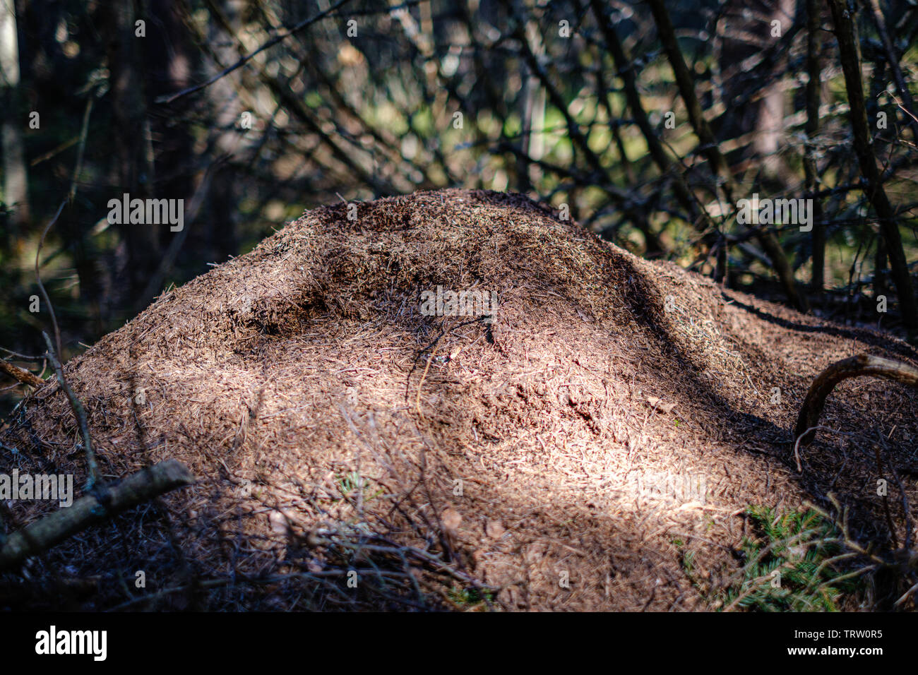ground soil texture with tree roots and old vegetation leftovers ...