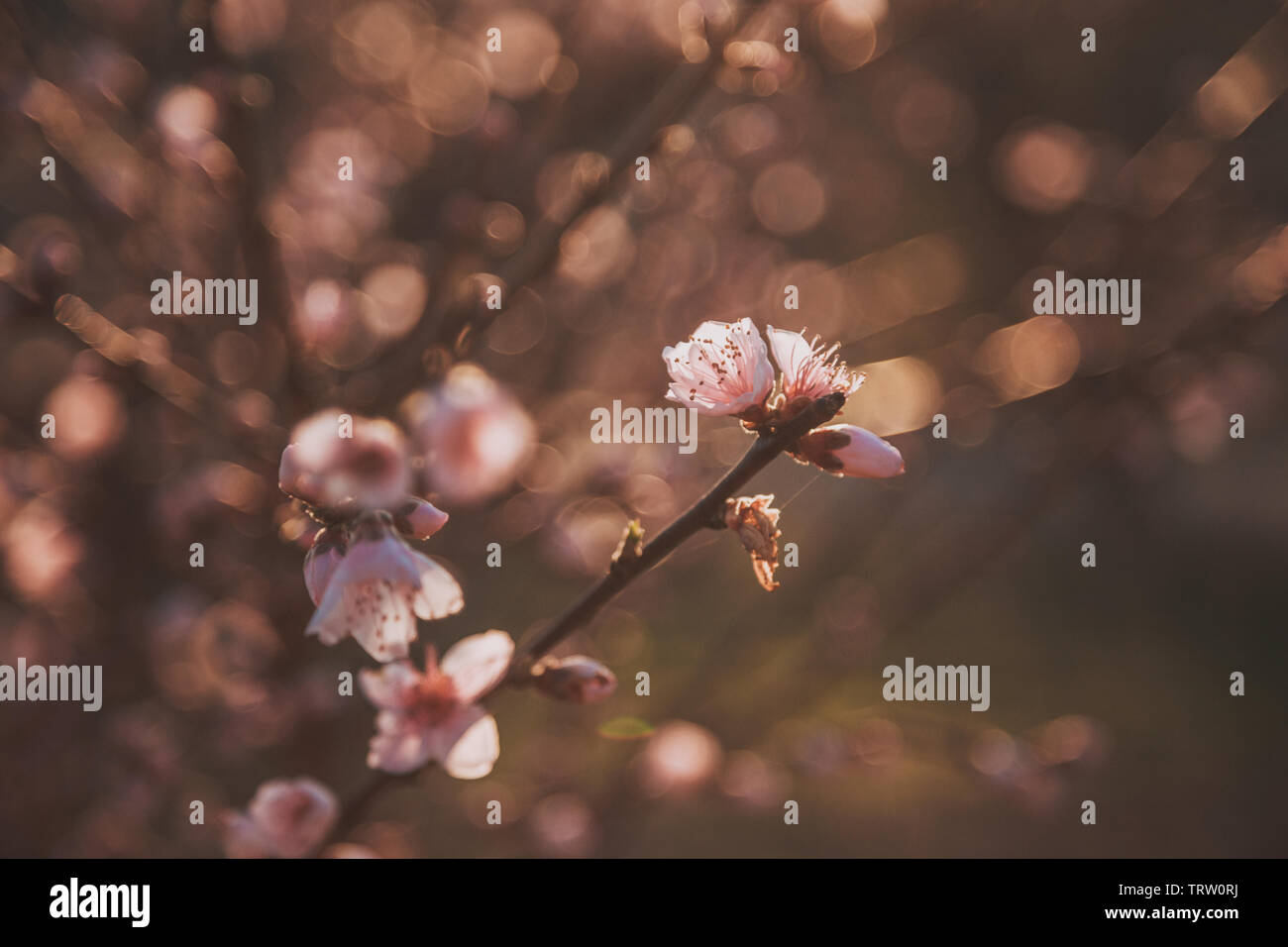 Beautiful flowering peach. Background with flowers on a spring day ...