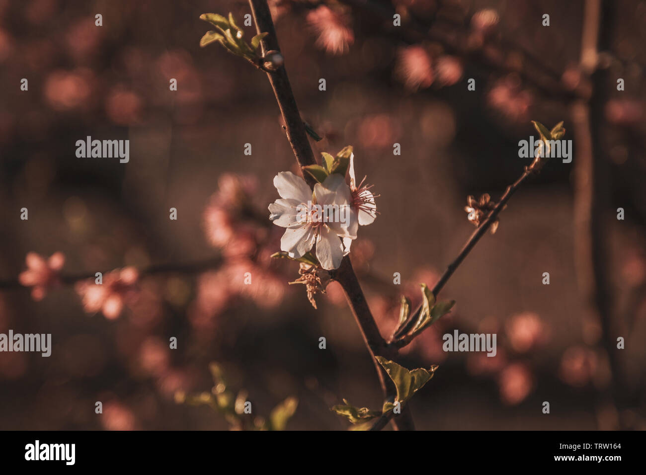 Beautiful flowering peach. Background with flowers on a spring day ...