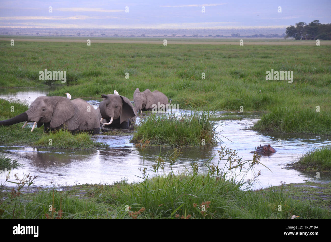 Elefant and hippo in swamp of Kenya Africa Safari Stock Photo - Alamy