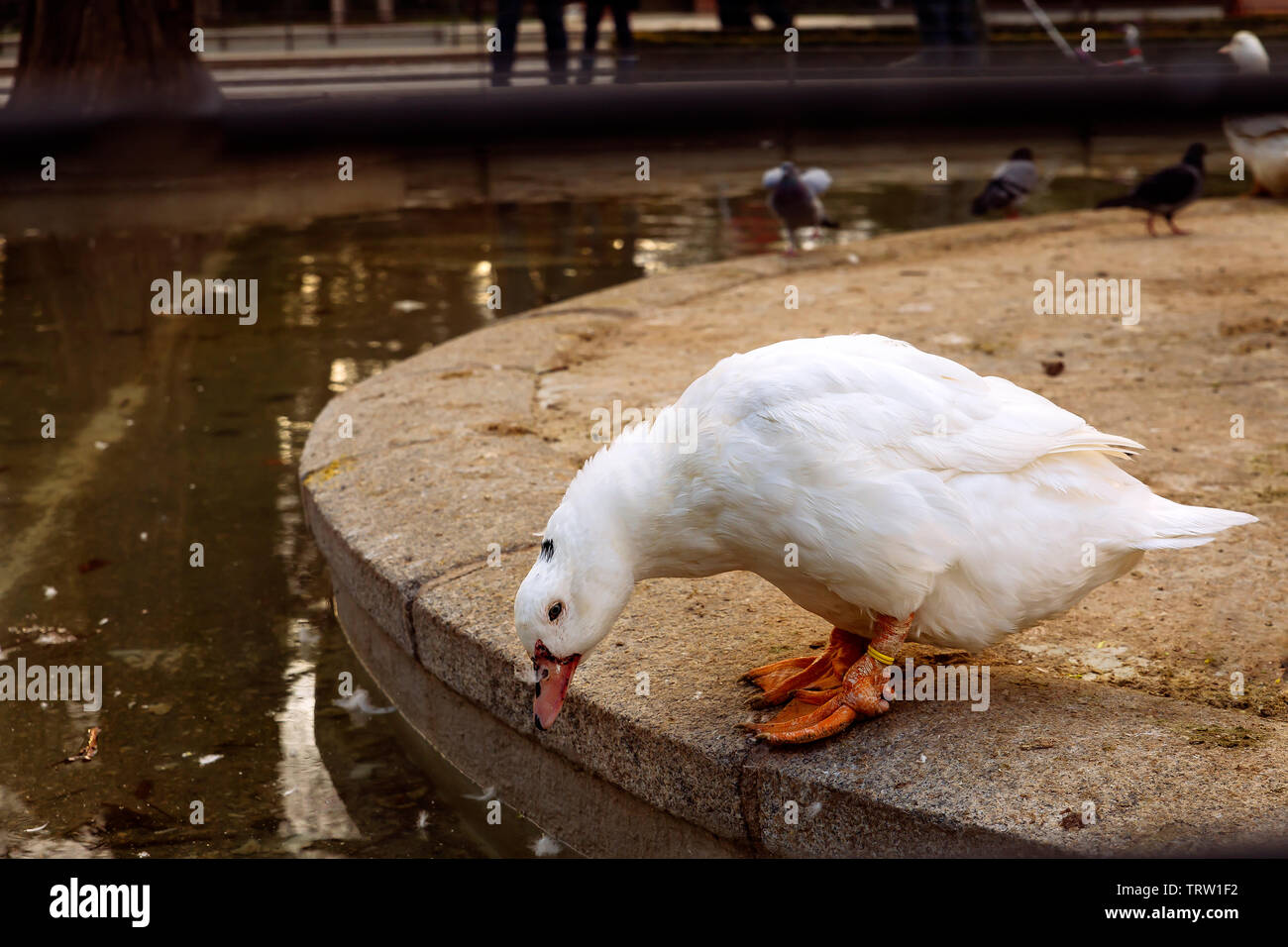 Alone duck bird hi-res stock photography and images - Alamy