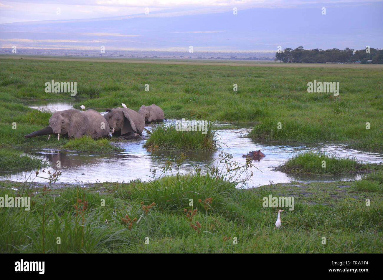 Hippo in swamp hi-res stock photography and images - Alamy