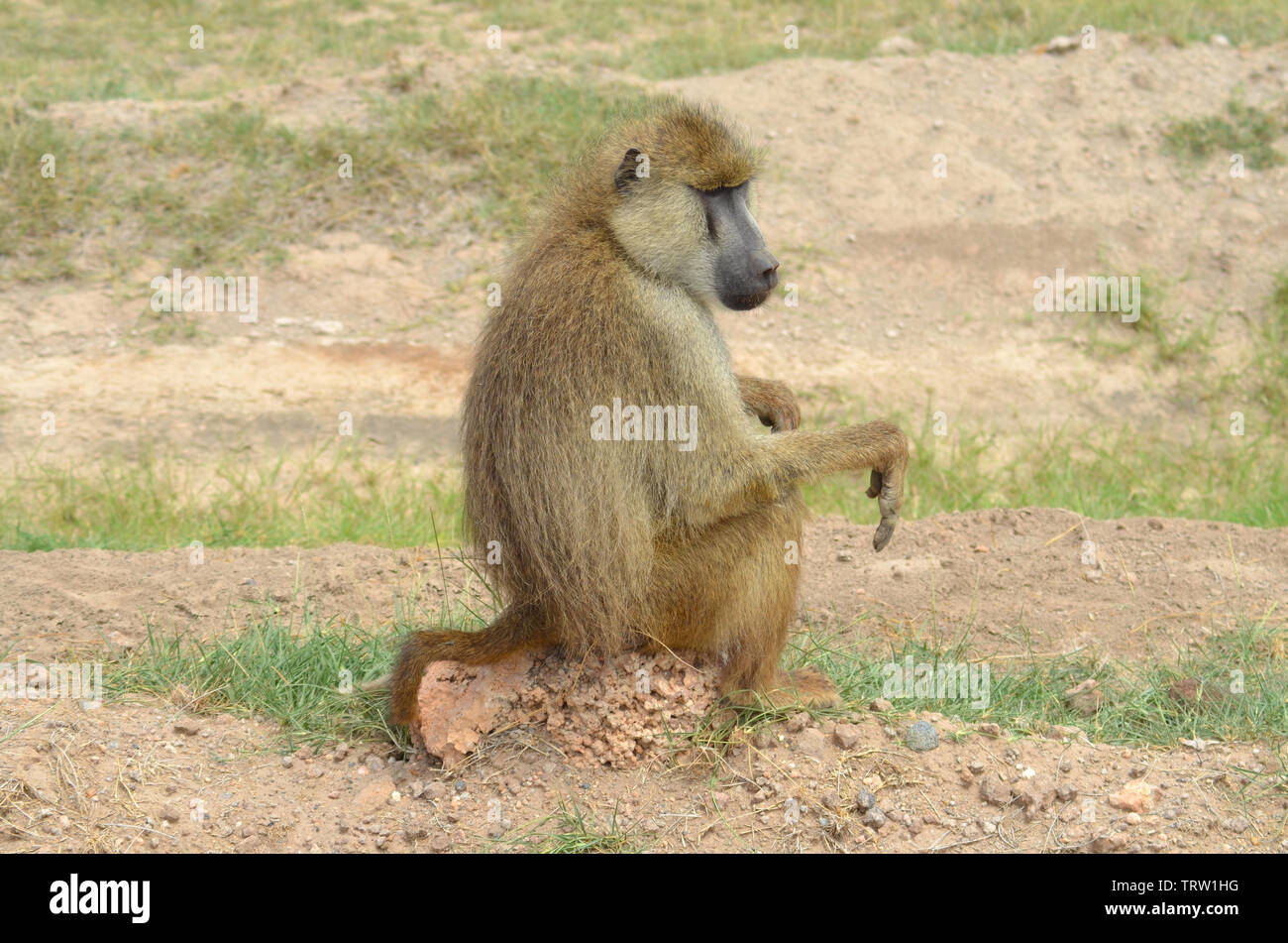 Baboon at Kenya Safari Africa side view full body Stock Photo - Alamy