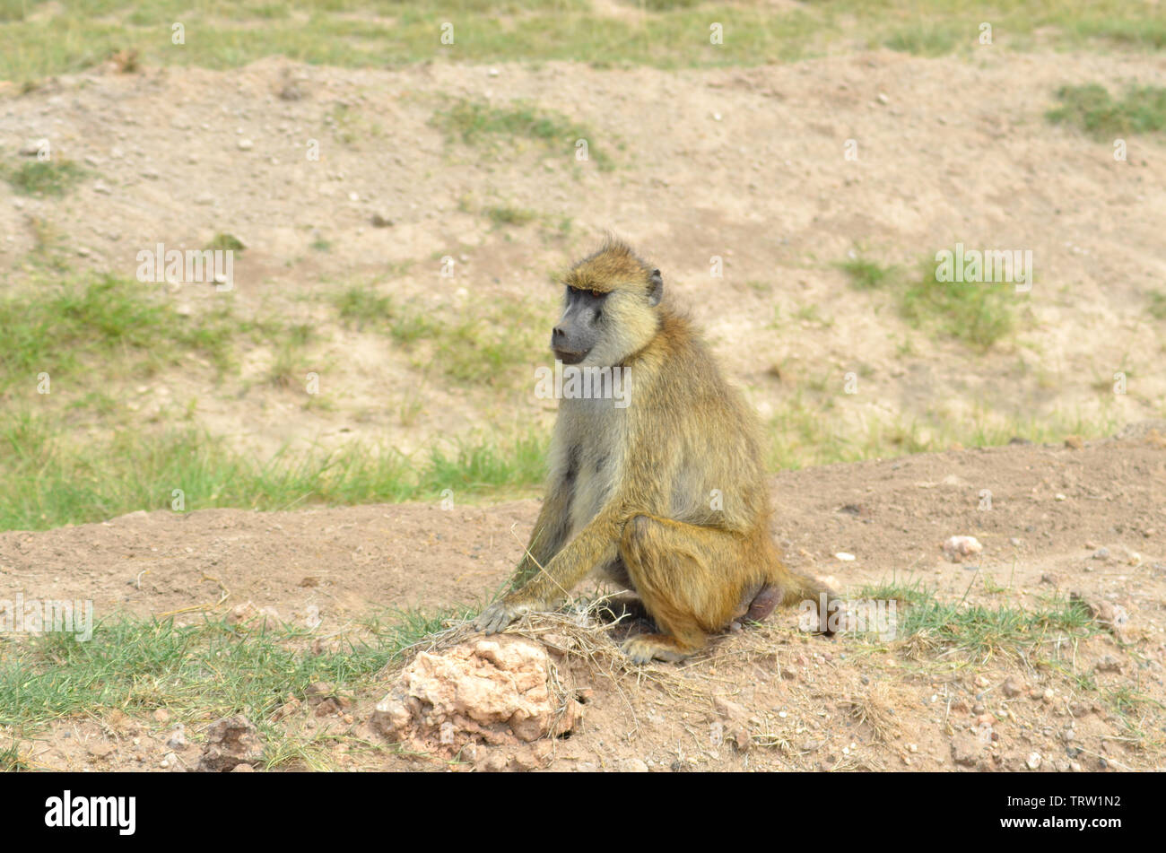 Baboon at Kenya Safari Africa side view full body Stock Photo - Alamy