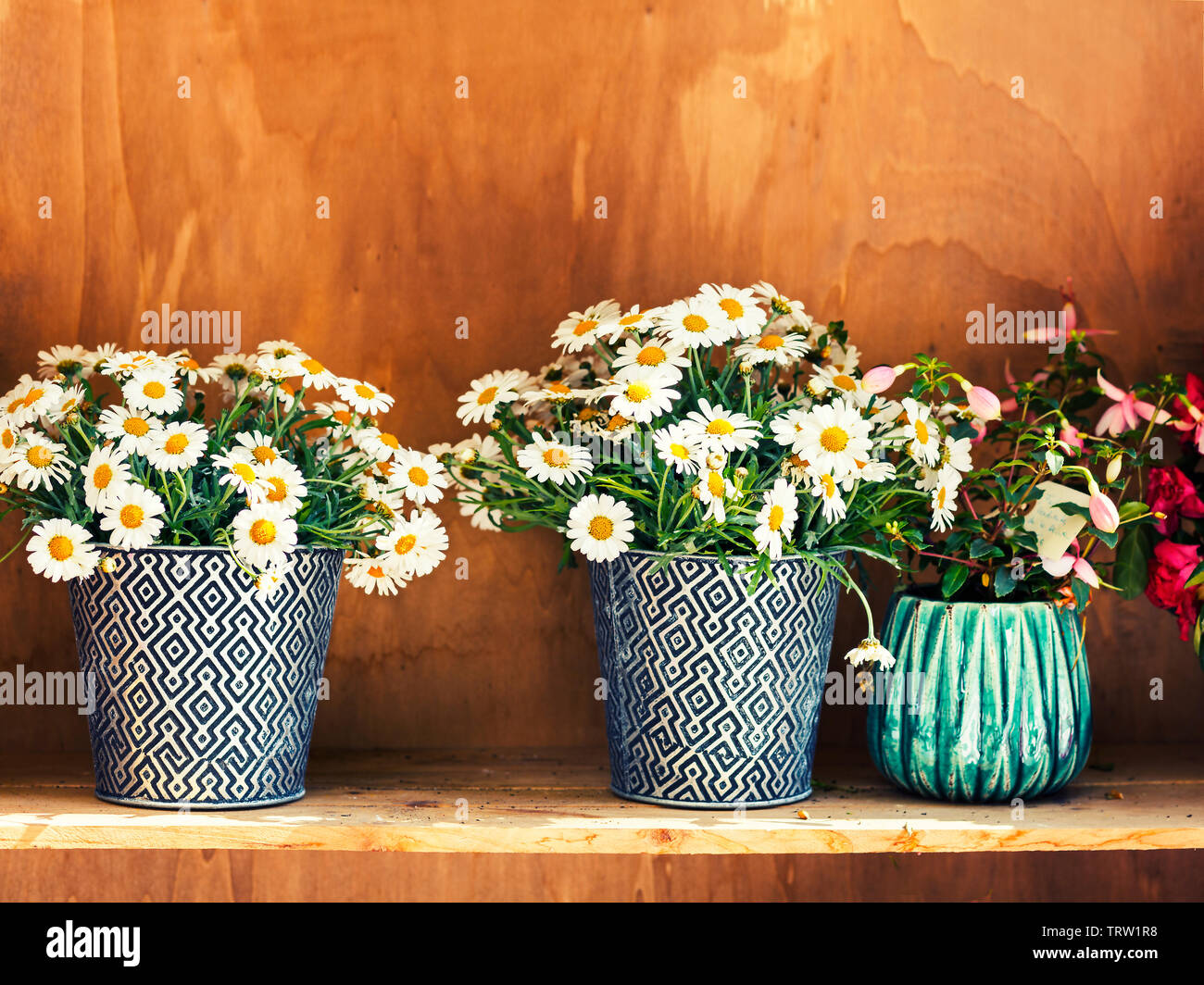 Potted daisies hi-res stock photography and images - Alamy
