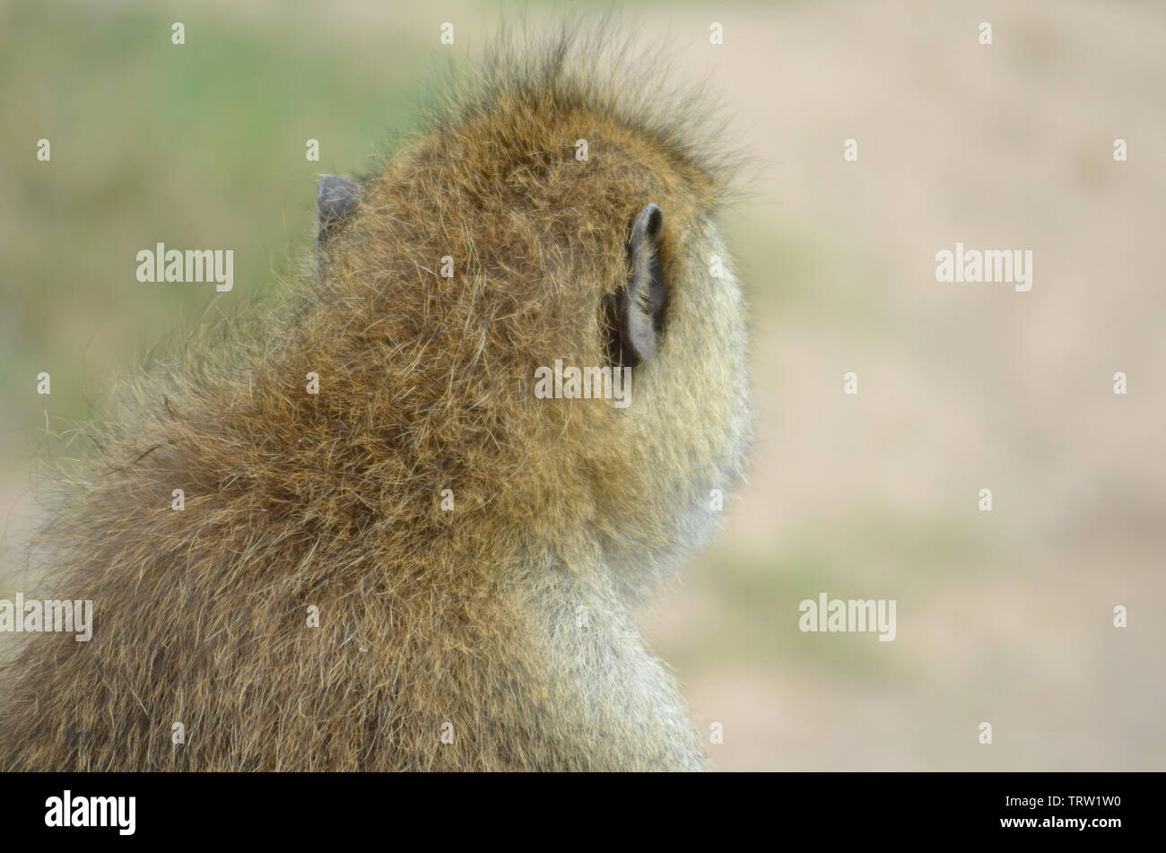 Baboon head back Kenya Africa Safari Stock Photo - Alamy