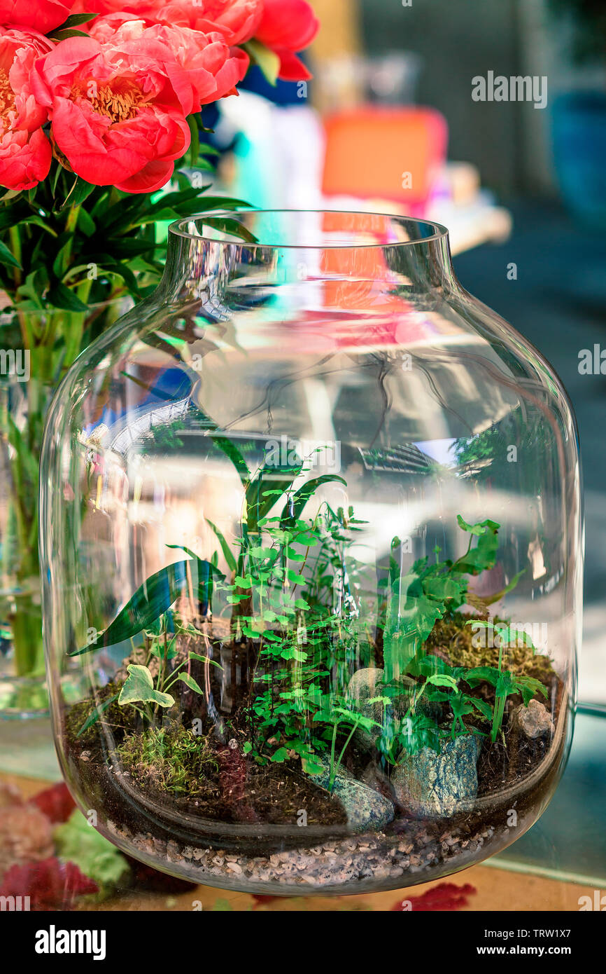 Terrarium glass hi-res stock photography and images - Alamy