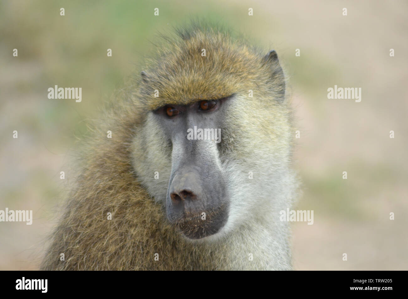 Baboon Portrait Kenya Safari Africa Stock Photo - Alamy