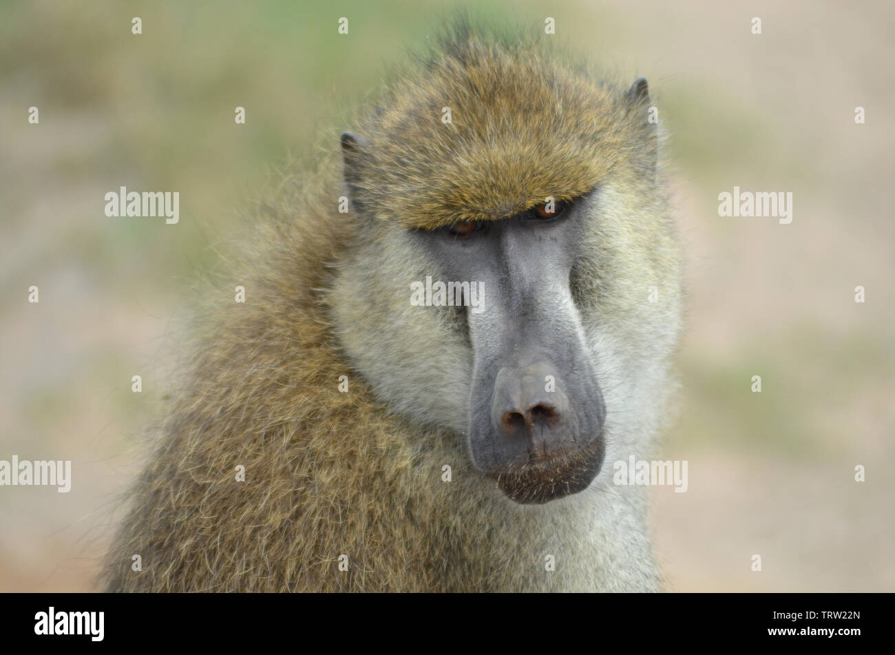 Baboon head hi-res stock photography and images - Alamy