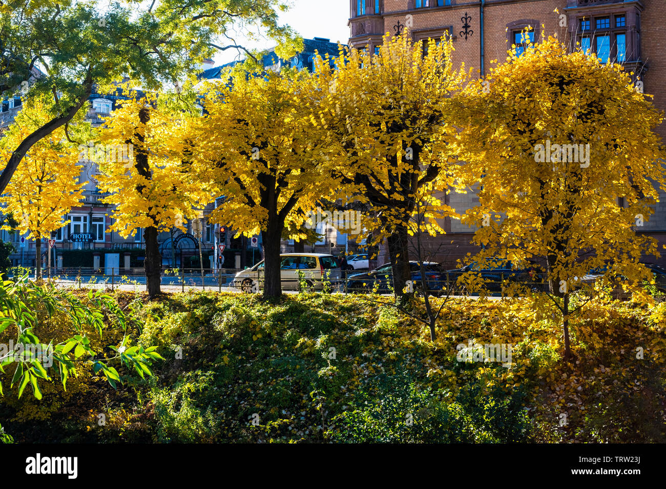 Row of lime trees hi-res stock photography and images - Alamy