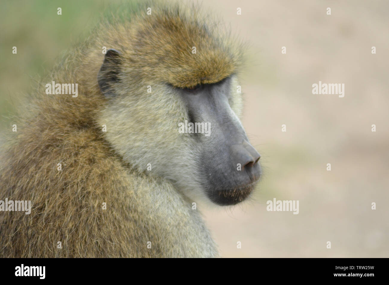 Baboon ears hi-res stock photography and images - Alamy