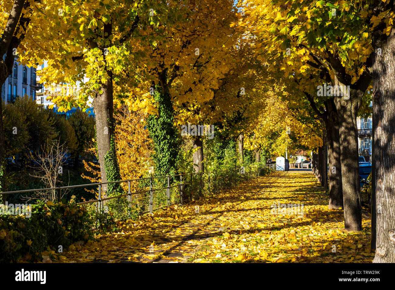 Strasbourg, Alsace, France, Europe, linden trees-lined alley with ...