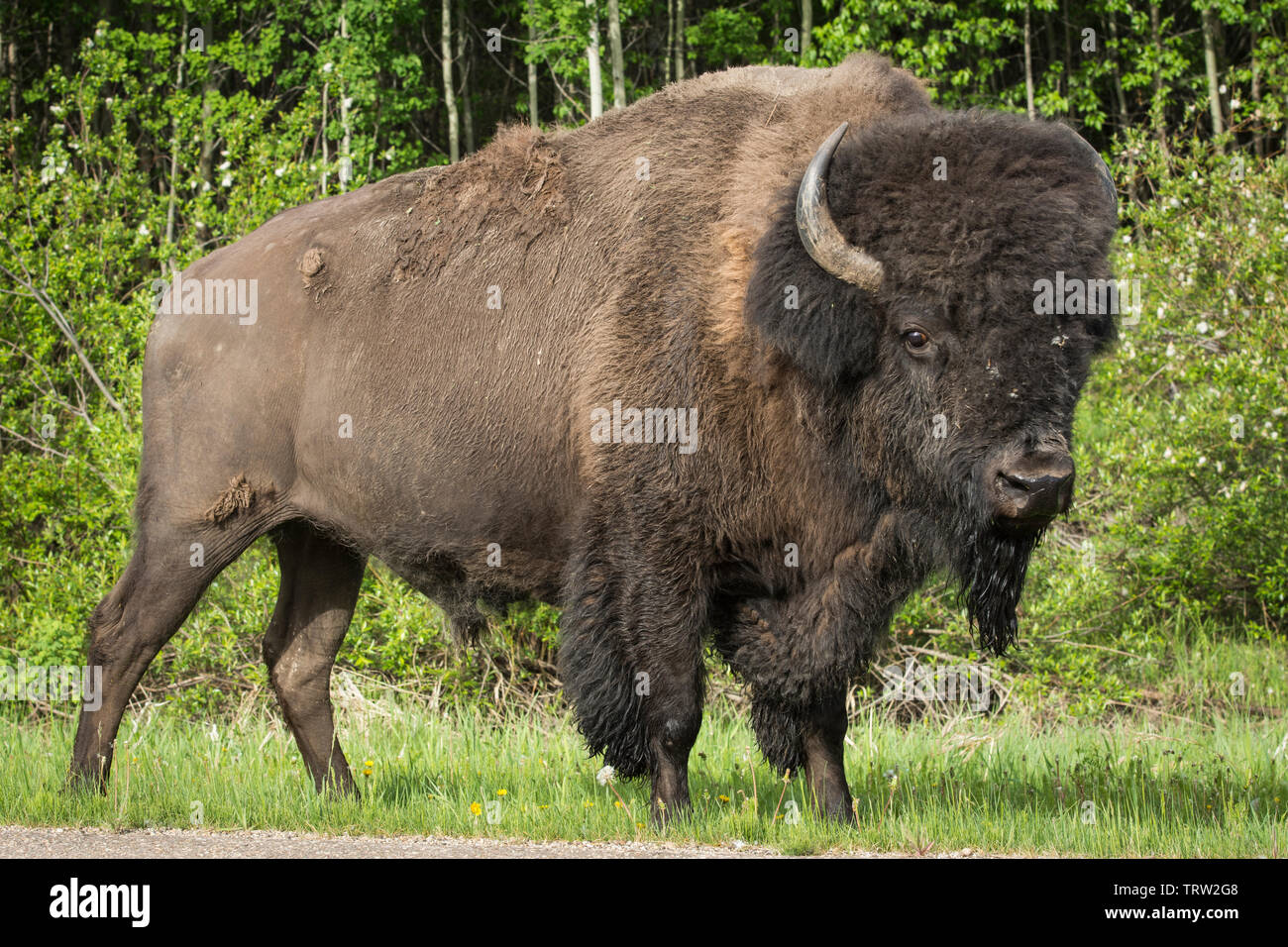Close Up Of Male Bison High Resolution Stock Photography and Images - Alamy