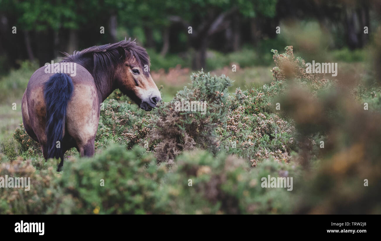 Tiptree heath essex hi-res stock photography and images - Alamy