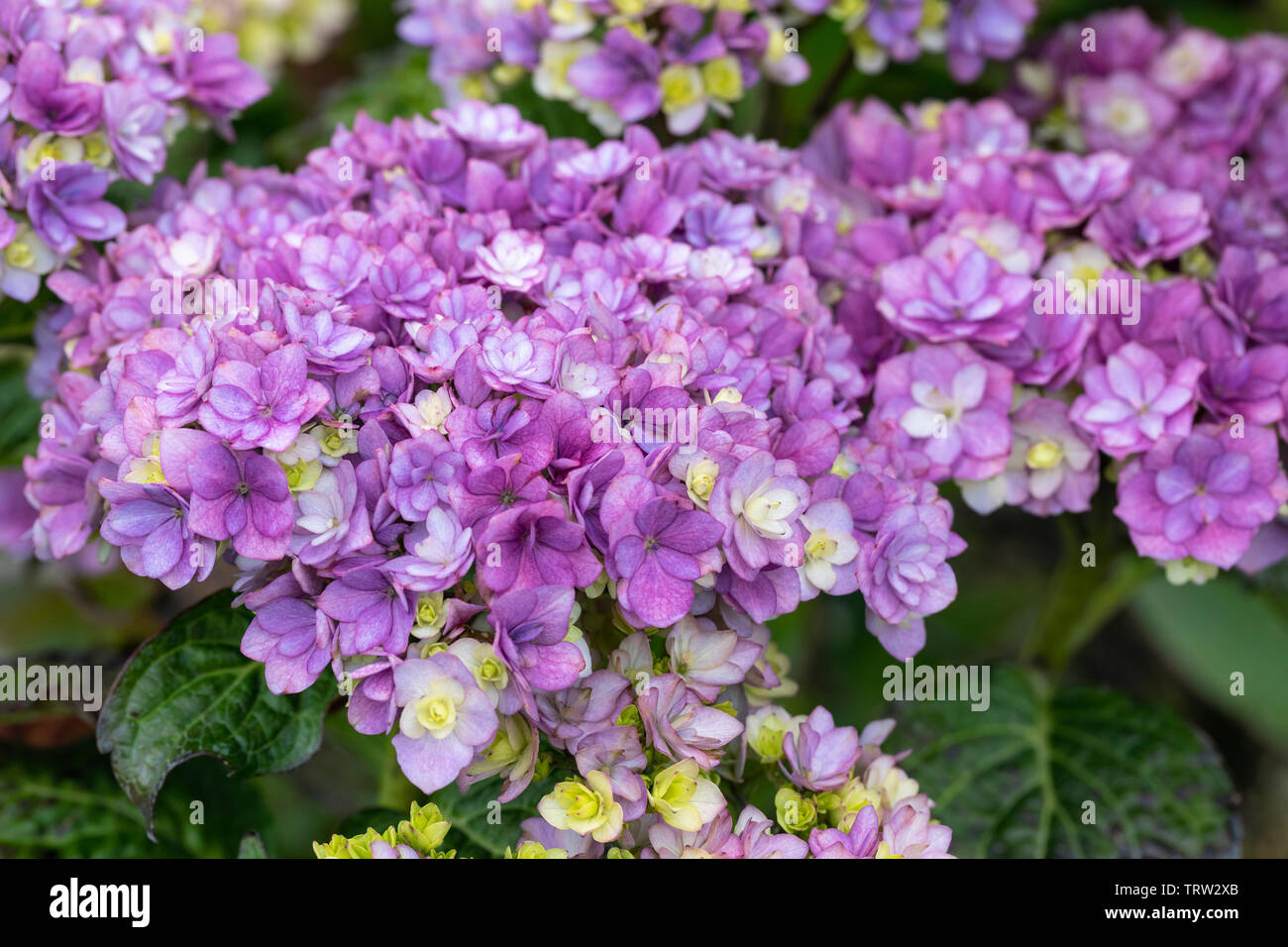 Garden Hydrangea Macrophylla High Resolution Stock Photography and Images - Alamy