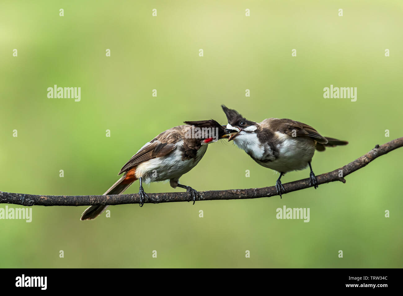 Wild Birds of India Stock Photo - Alamy