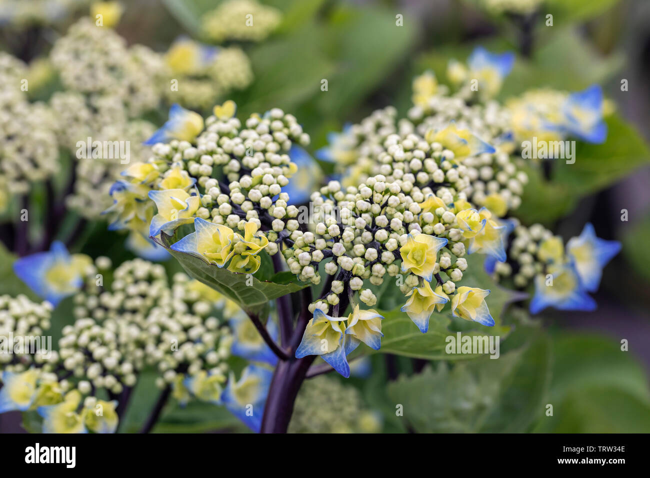 Close up of Hydrangea Macrophylla Zorro flowering in an English garden ...