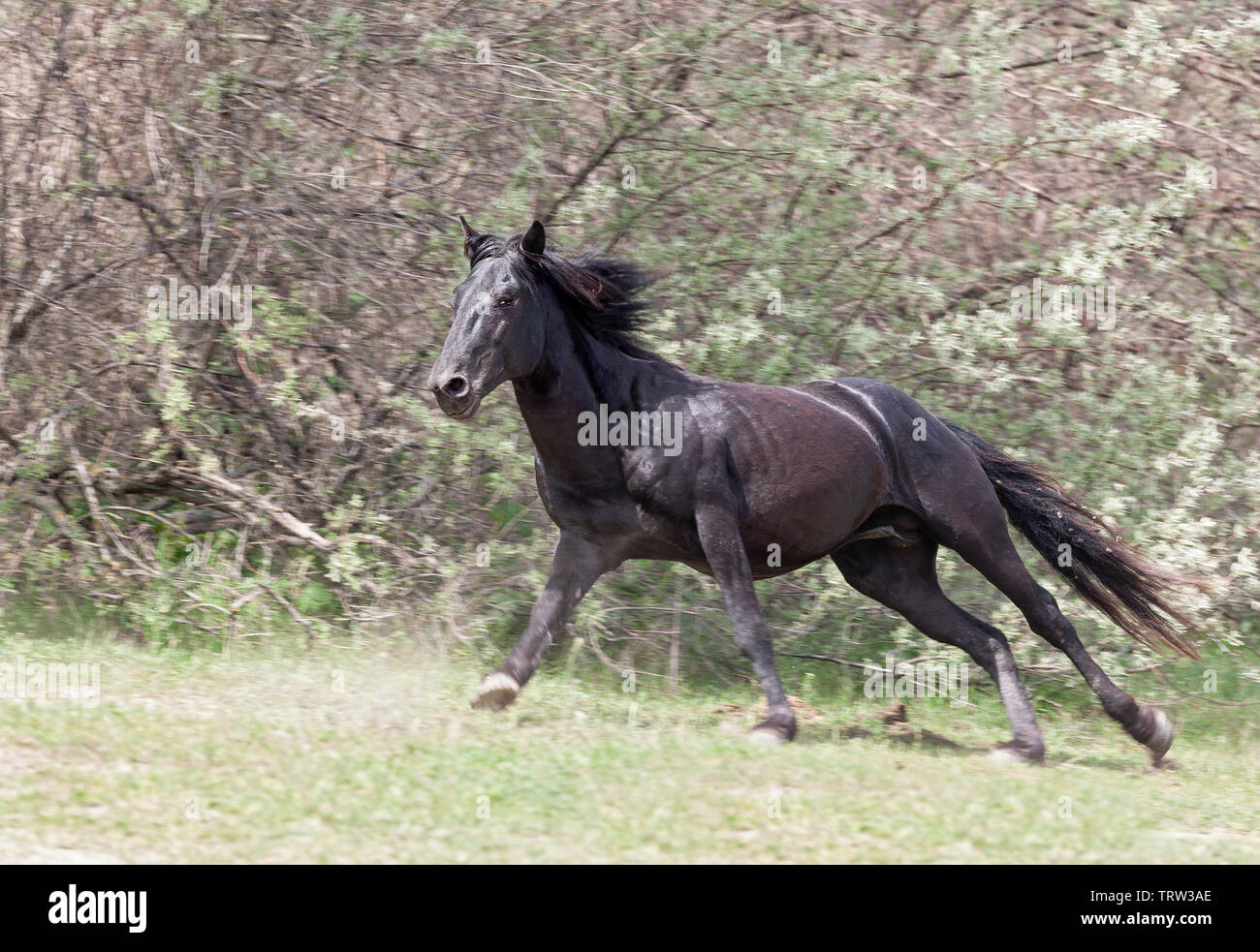 Woodland glade hi-res stock photography and images - Alamy