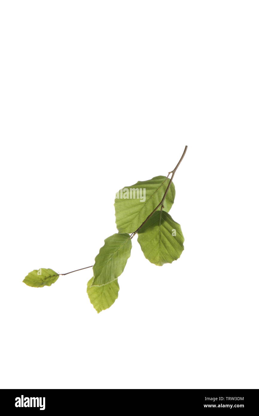 Beech hedge Cut Out Stock Images & Pictures - Alamy