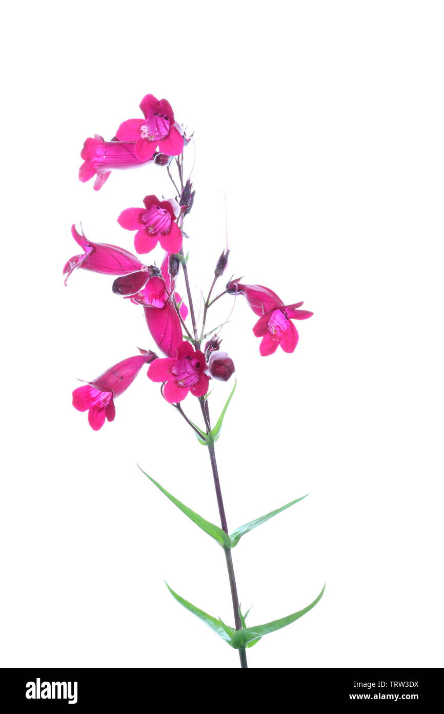 Penstemon petals hi-res stock photography and images - Alamy