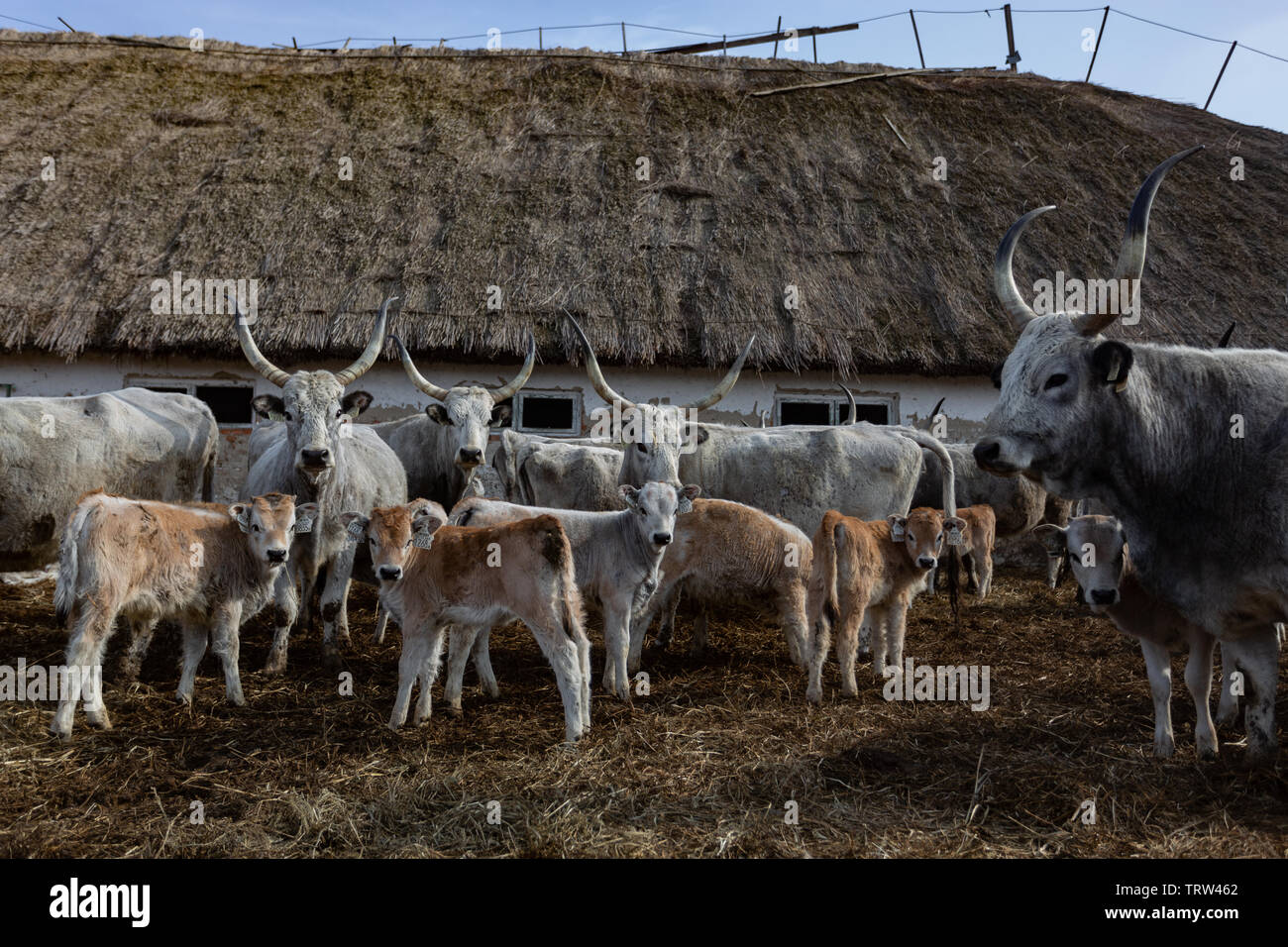 Grey cattle in rural Hungary Stock Photo - Alamy