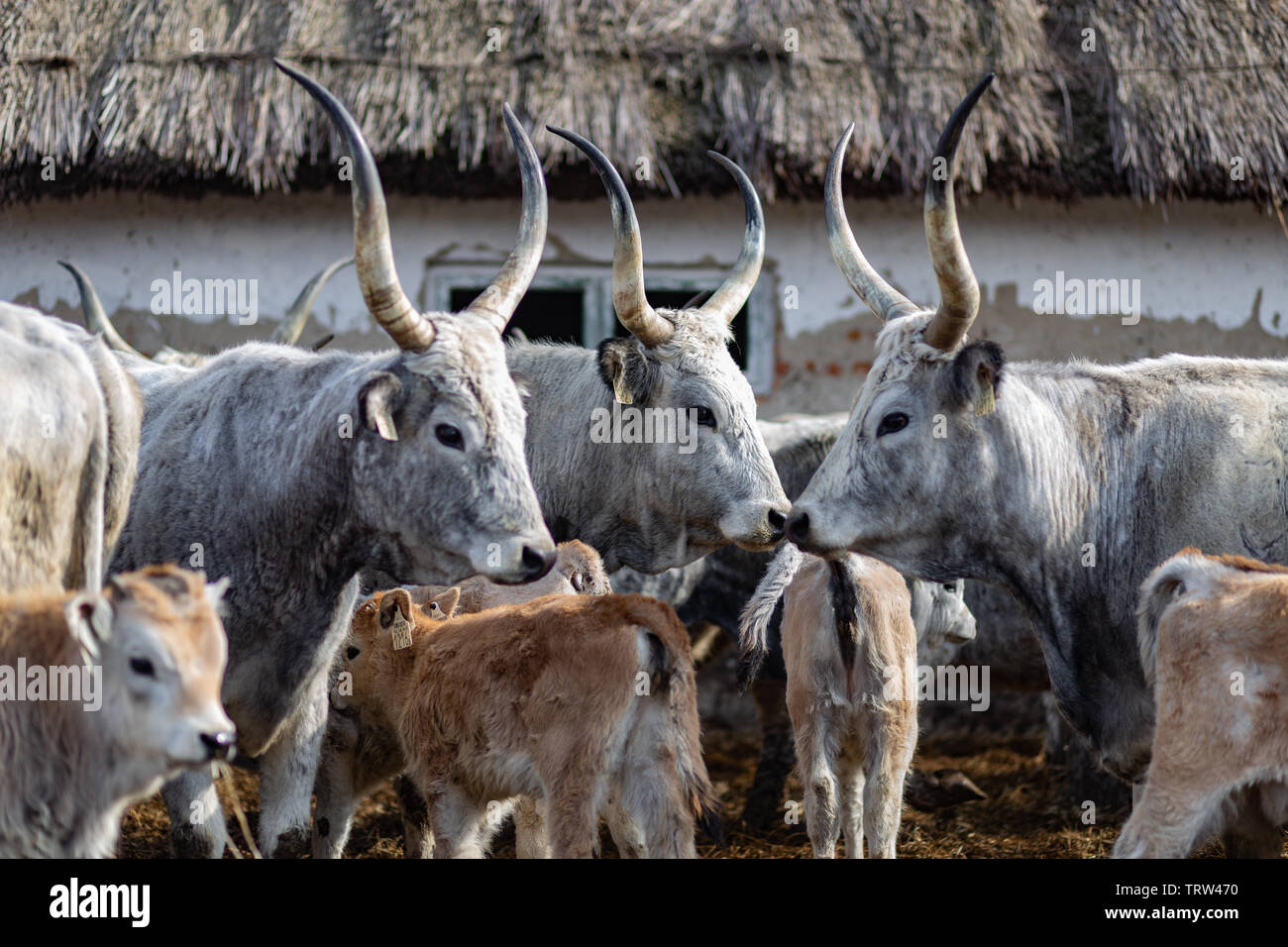 Grey cattle in rural Hungary Stock Photo - Alamy