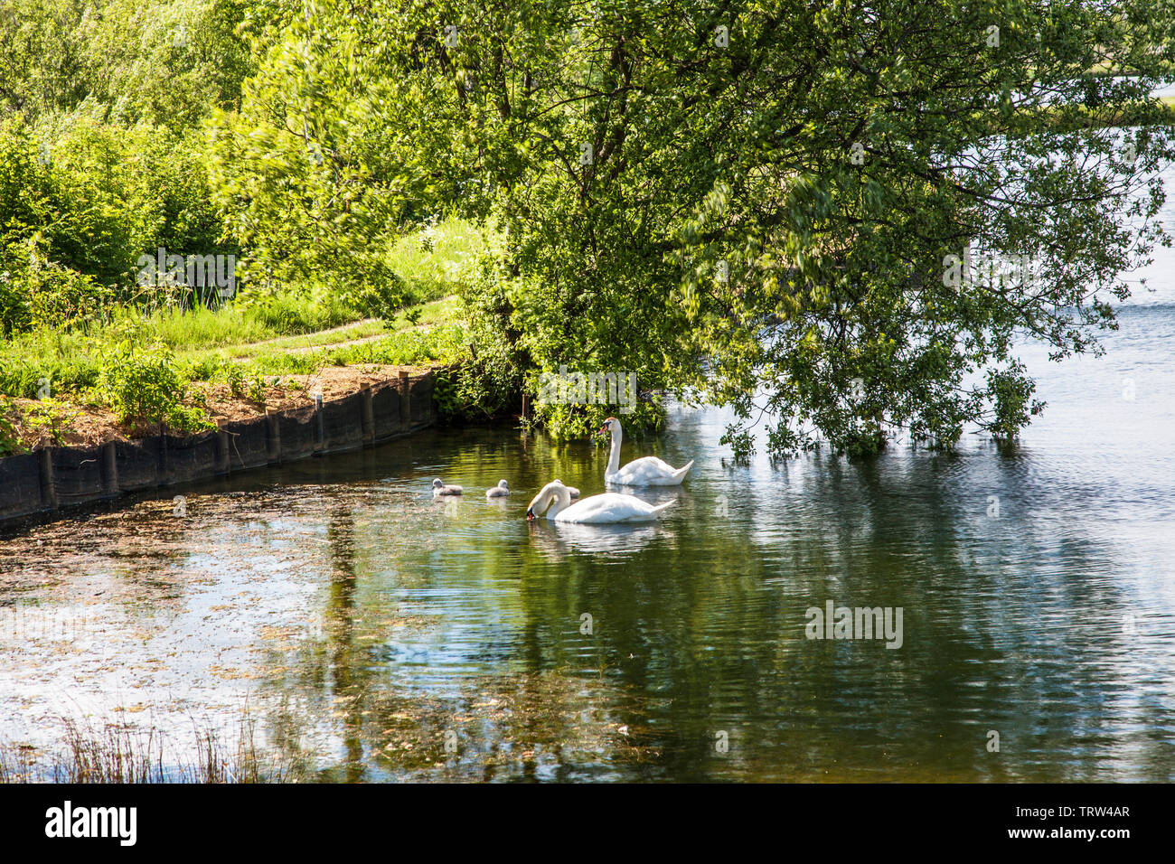 A pair of swans and their cygnets on one of the lakes at Cotswold Water ...