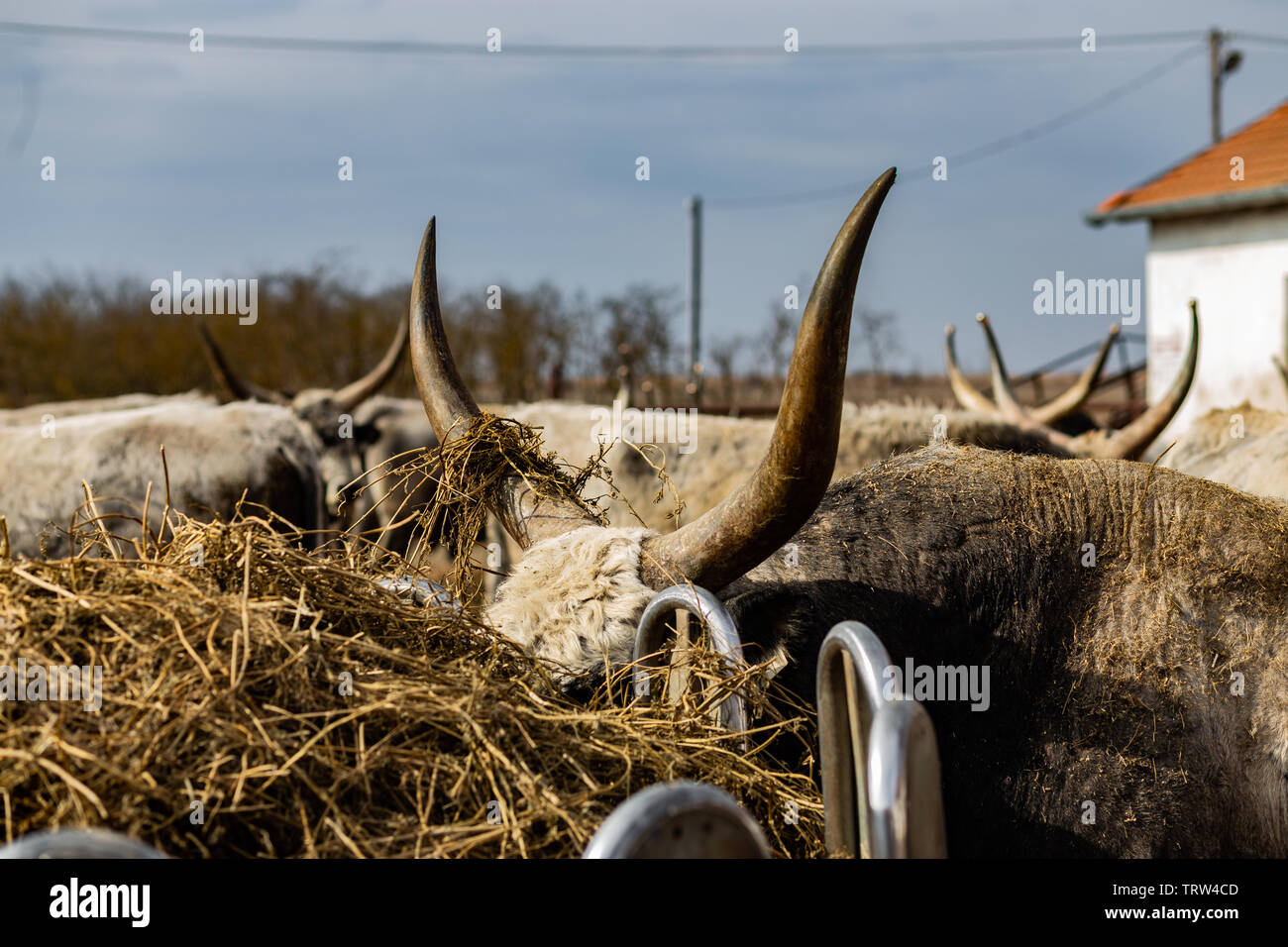 Grey cattle in rural Hungary Stock Photo - Alamy