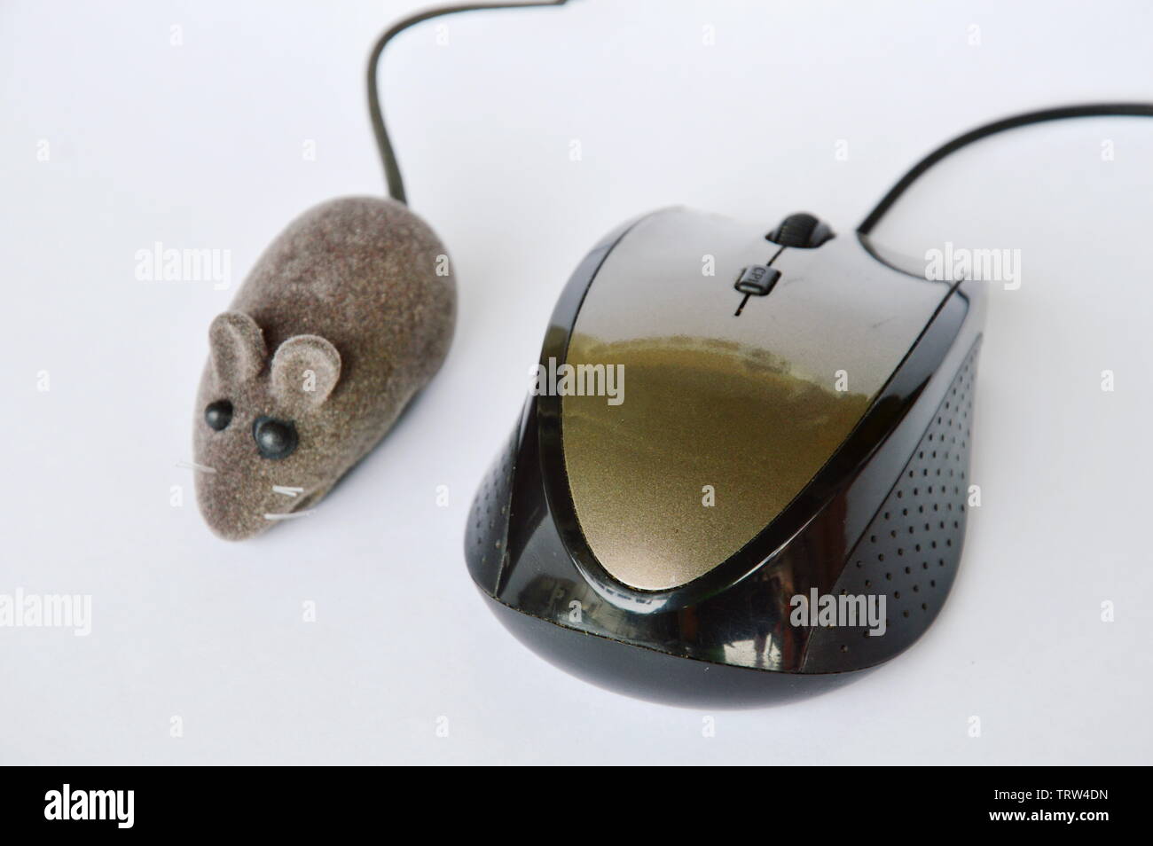 Rat and computer mouse hi-res stock photography and images - Alamy
