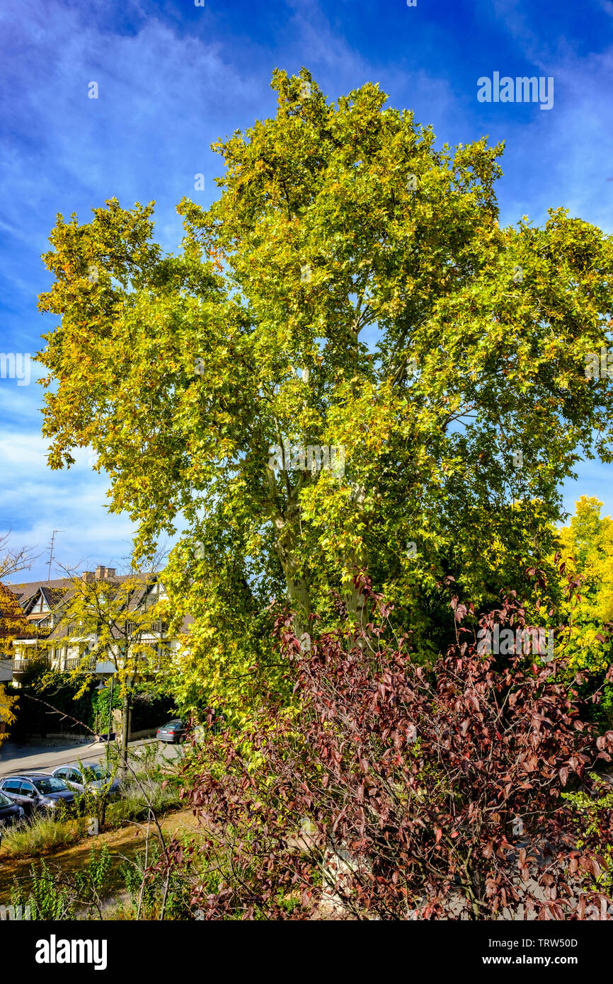 Platanus trees hi-res stock photography and images - Alamy