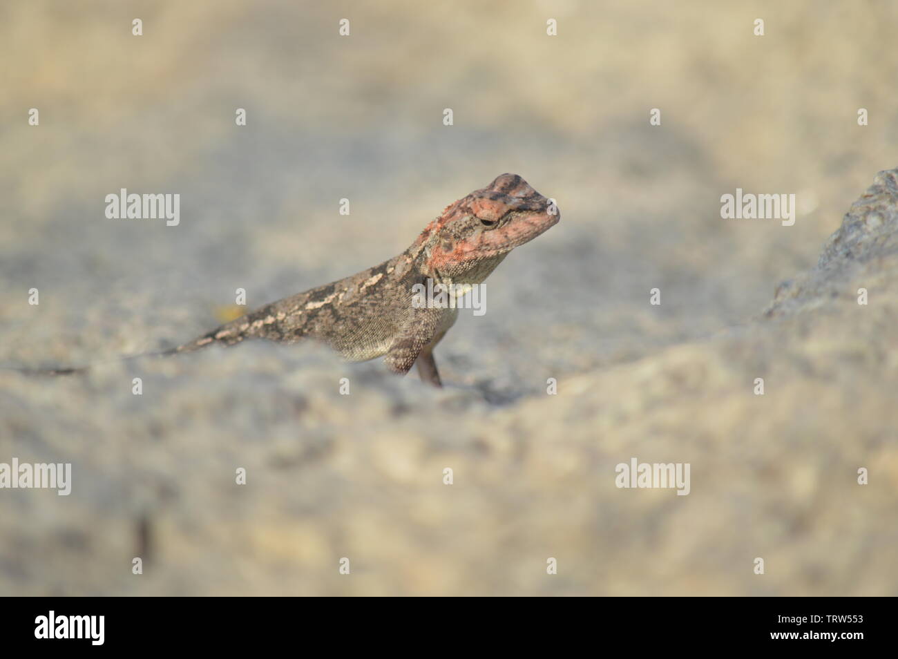 Indian lizards hi-res stock photography and images - Alamy