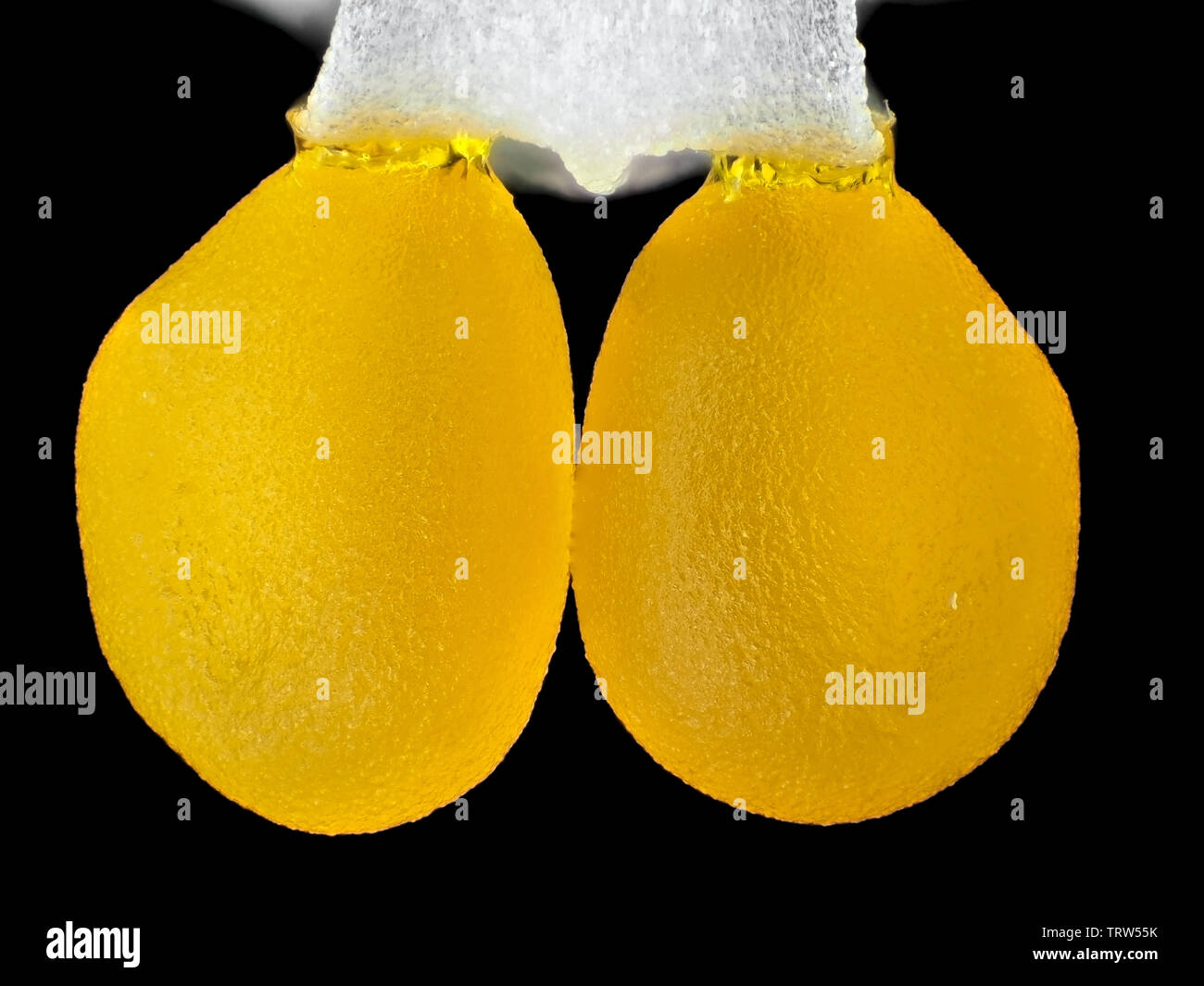 Magnified pollen hi-res stock photography and images - Alamy