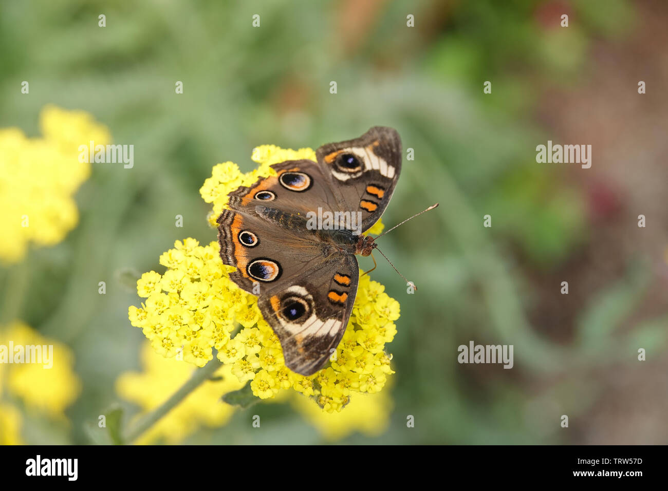 Junonia coenia butterfly, known as the common buckeye, on yellow ...