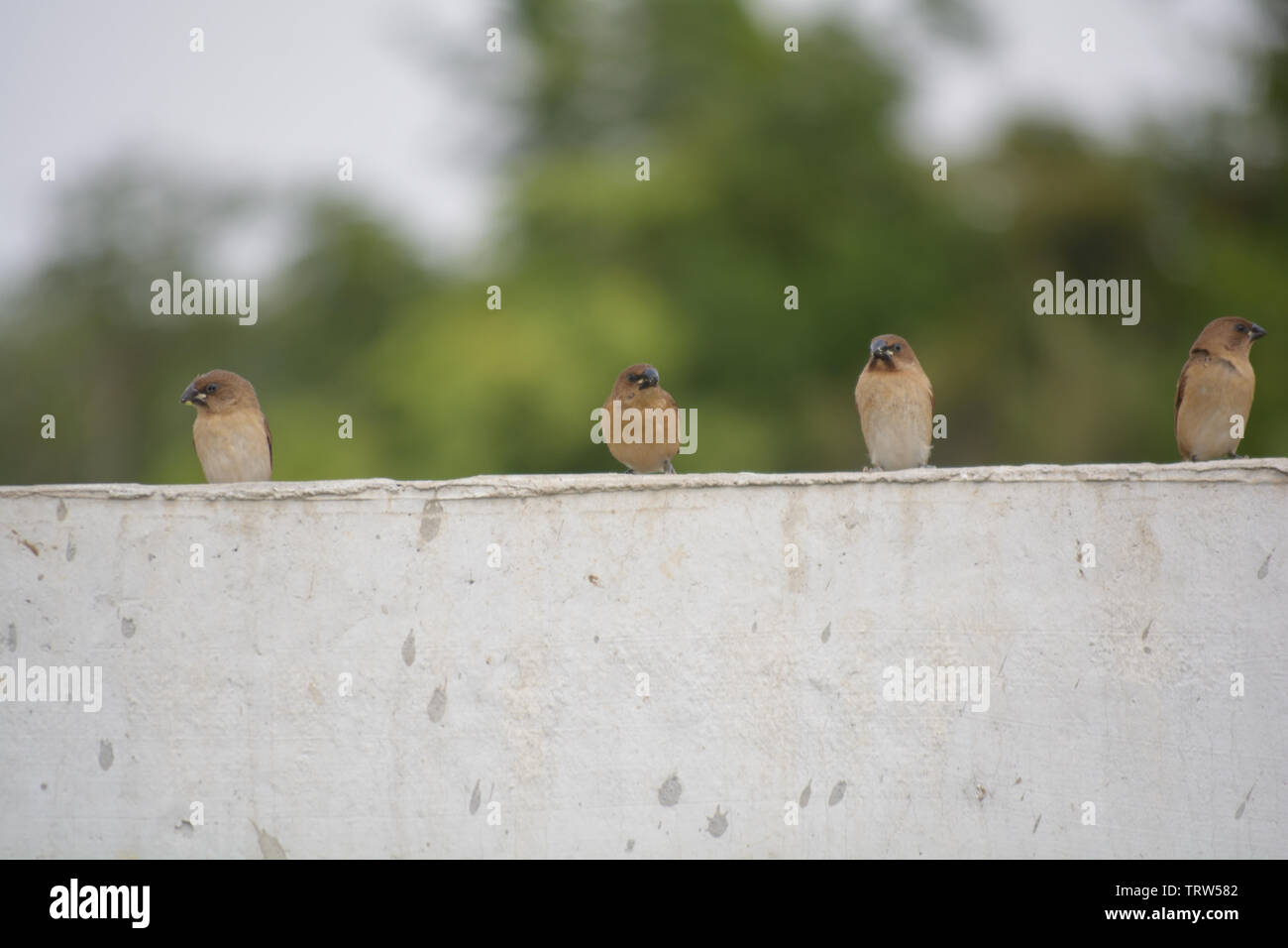 Indian finches hi-res stock photography and images - Alamy