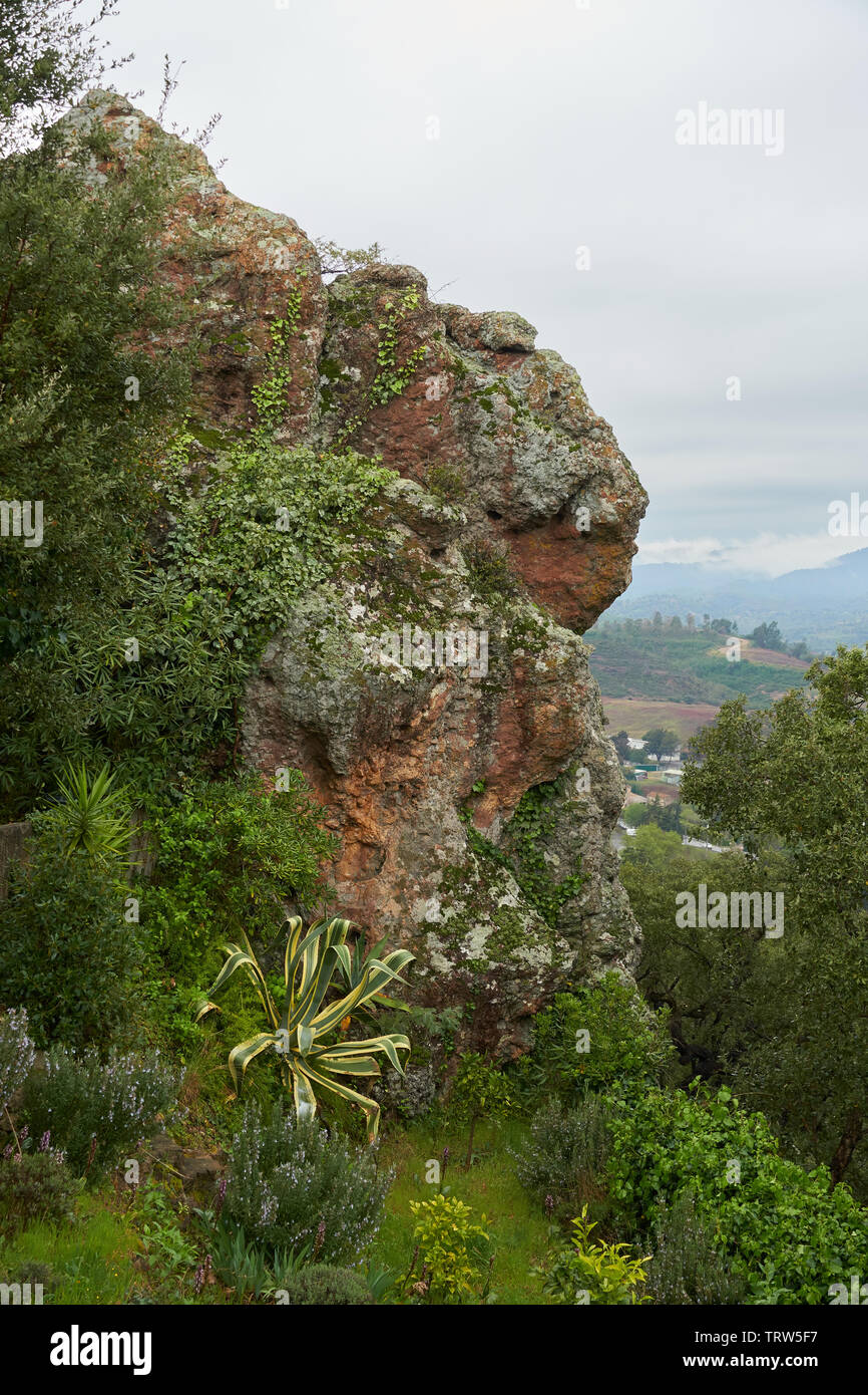 Cliff overgrown with climbing plants, French Riviera Stock Photo - Alamy